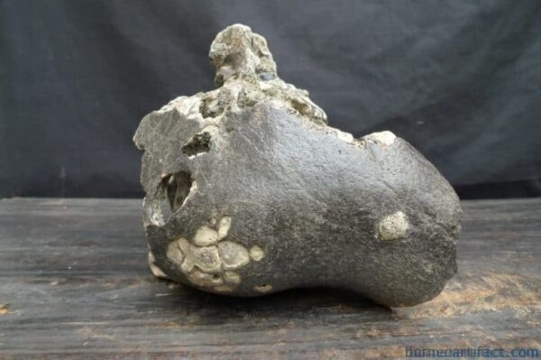 antler fossil ANCIENT BUFFALO Skull and Antler Fossil Sulawesi Organic