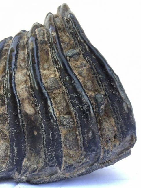 STEGODON MASTODON GLAZED TEETH Fossil Prehistoric asia finding