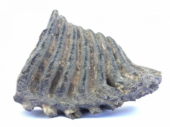 STEGODON MASTODON GLAZED TEETH Fossil Prehistoric asia finding