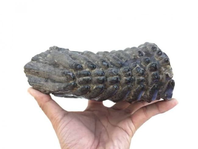 STEGODON MASTODON GLAZED TEETH Fossil Prehistoric asia finding