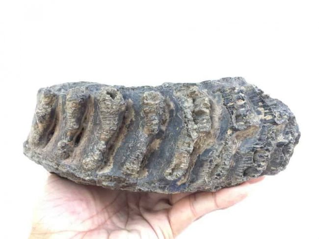 STEGODON MASTODON GLAZED TEETH Fossil Prehistoric asia finding