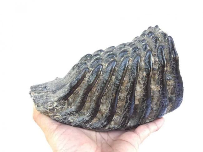 STEGODON MASTODON GLAZED TEETH Fossil Prehistoric asia finding