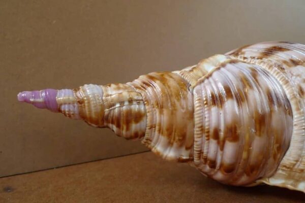 Charonia Seashell Home Deco GIANT PACIFIC TRITON Sea Snail