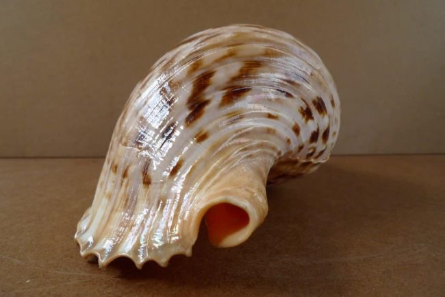 Charonia Seashell Home Deco GIANT PACIFIC TRITON Sea Snail
