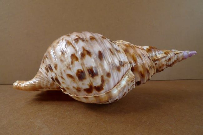 Charonia Seashell Home Deco GIANT PACIFIC TRITON Sea Snail