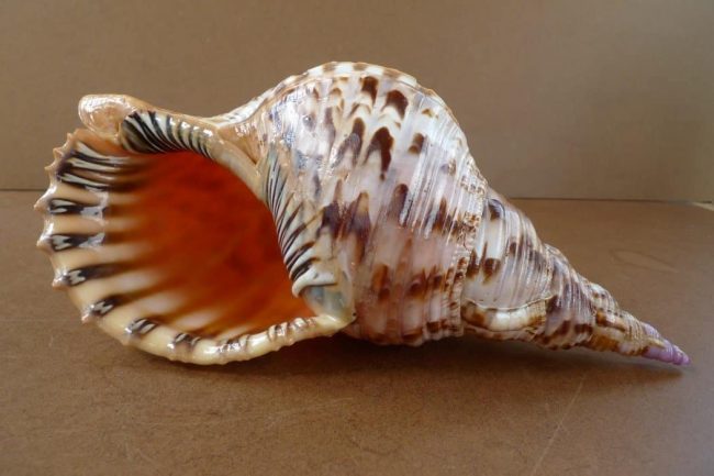 Charonia Seashell Home Deco GIANT PACIFIC TRITON Sea Snail