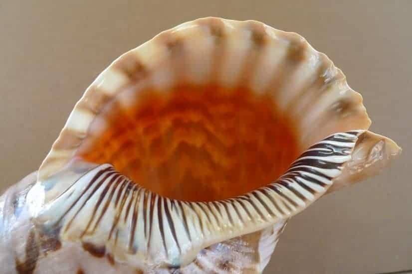 Shell Seashell PACIFIC TRITON 310mm Sea Snail Charonia Trumpet