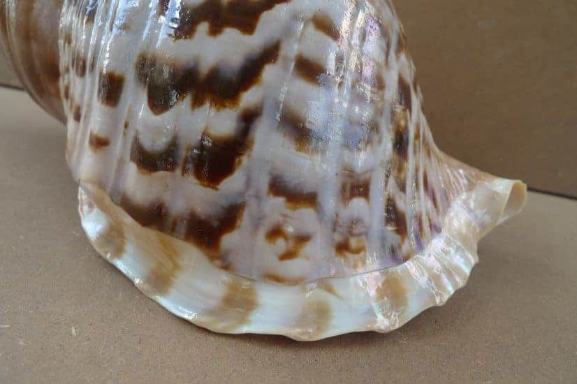 Shell Seashell PACIFIC TRITON 310mm Sea Snail Charonia Trumpet