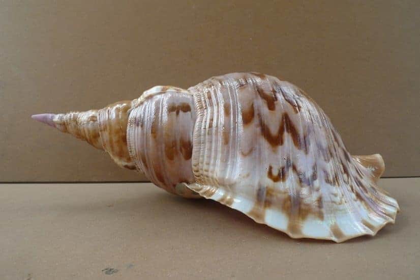 Giant Shell PACIFIC CHARONIA TRITON (1.5 lb) Lamp Trumpet seashell
